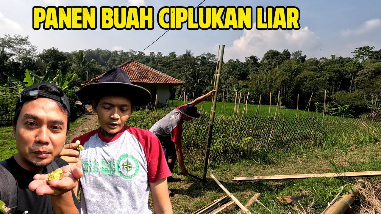 INDAHNYA HIDUP DI KAMPUNG, PANEN BUAH CIPLUKAN DI KEBUN HALAMAN RUMAH ...