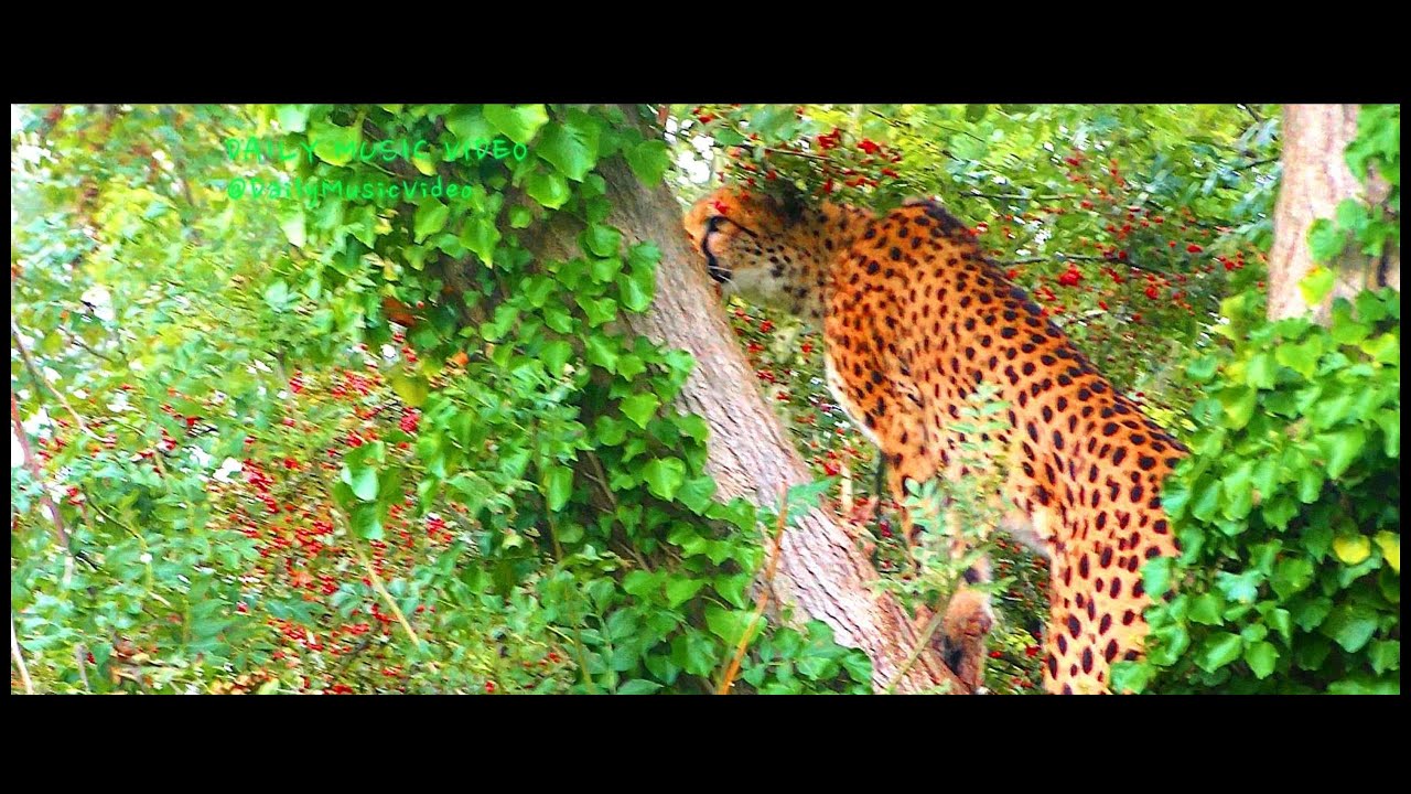 Wildlife V @DailyMusicVideo: Bring Peace To Earth and Save Wilderness ...