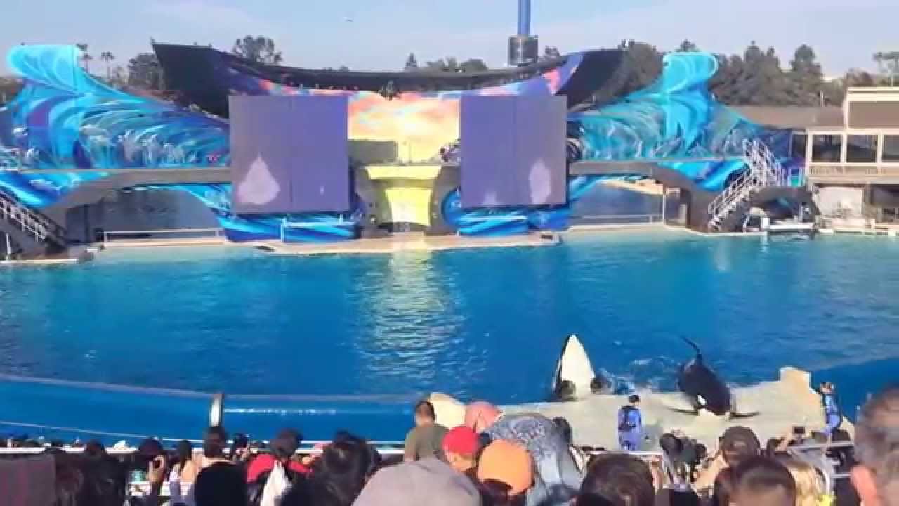 One Ocean - Shamu Show at Seaworld San Diego - YouTube
