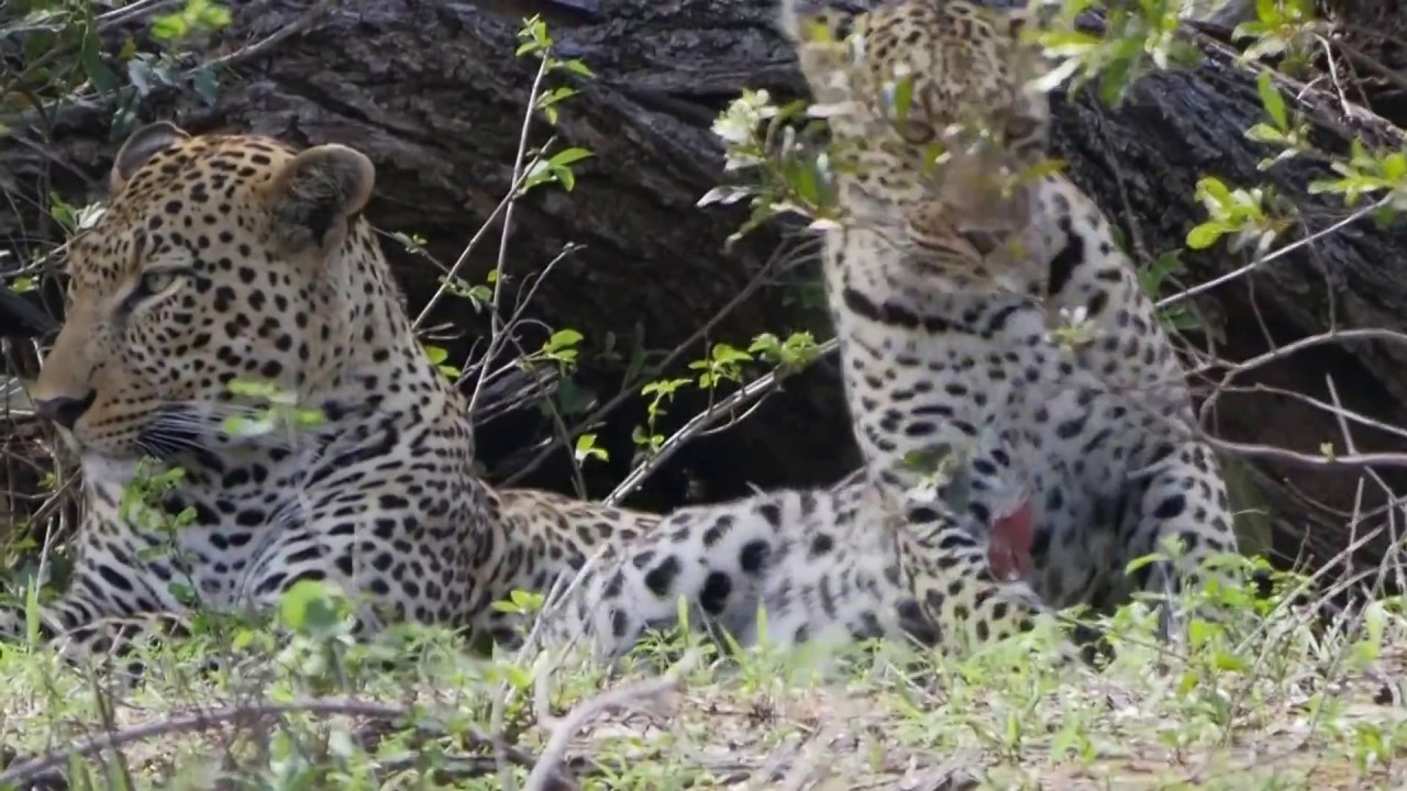 Will there be more leopards in 2017 - YouTube