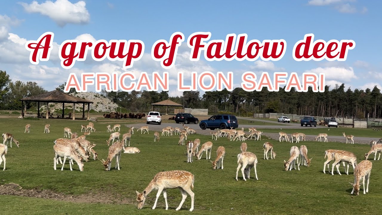group of Fallow deer at the African Lion Safari Hamilton Ontario # ...
