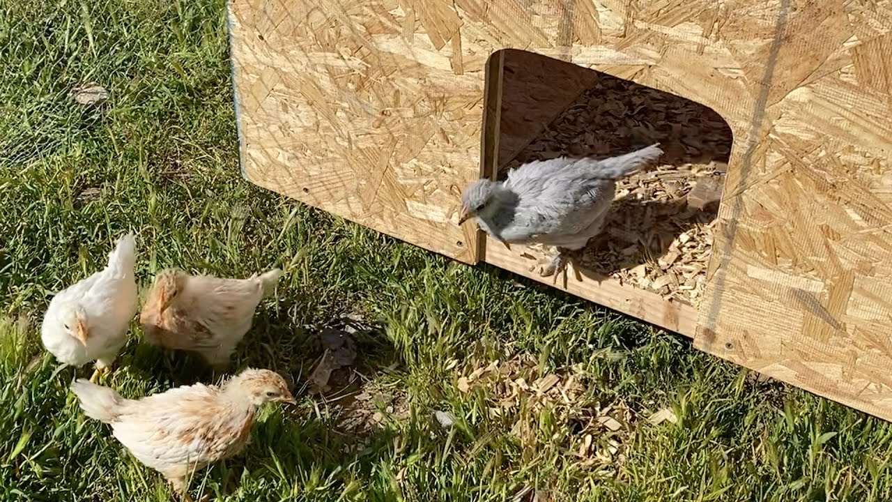 The Easy Way to Introduce New Chicks to an Old Flock - YouTube