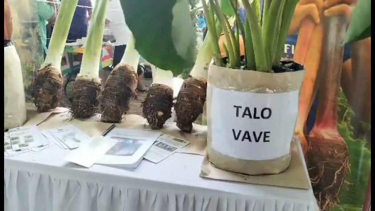 "Talo Vave " - Se tasi o talo fou ua iai i Samoa "Fast Taro ...