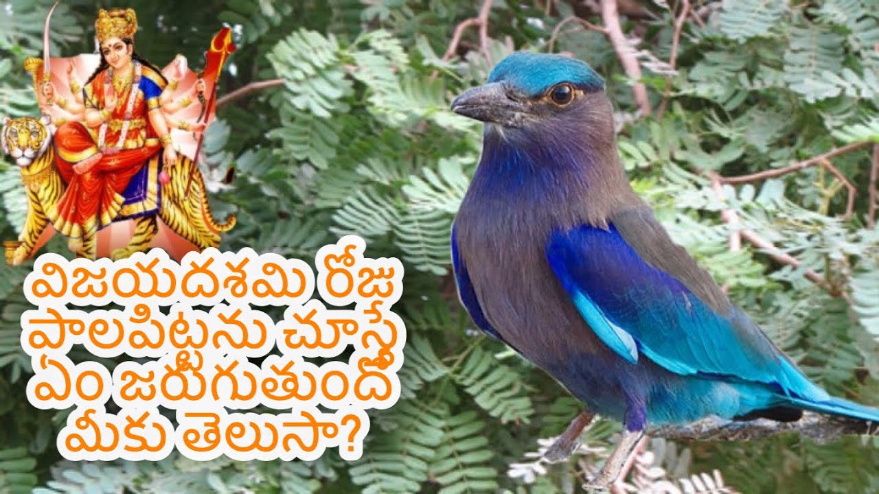 Pala pitta / విజయదశమి రోజు పాలపిట్టను చూస్తే ఏం జరుగుతుందో మీకు తెలుసా ...