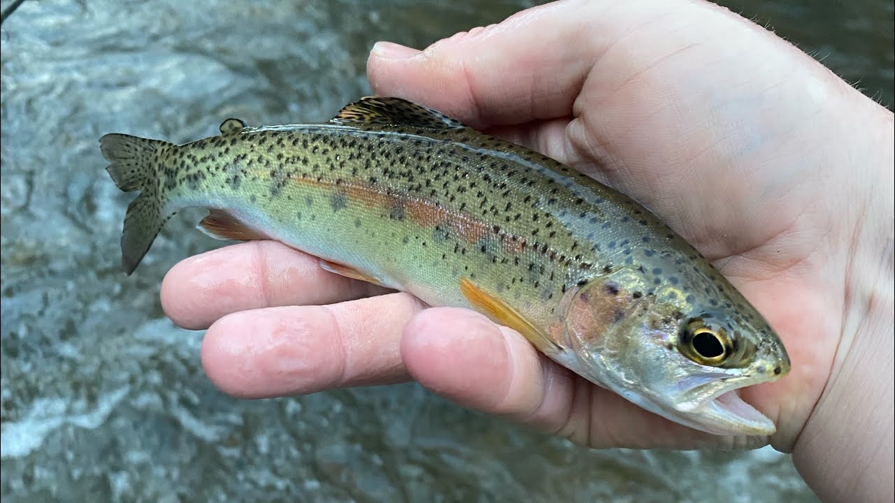 Fly fishing the Soque River (public section) stocker paradise !! - YouTube