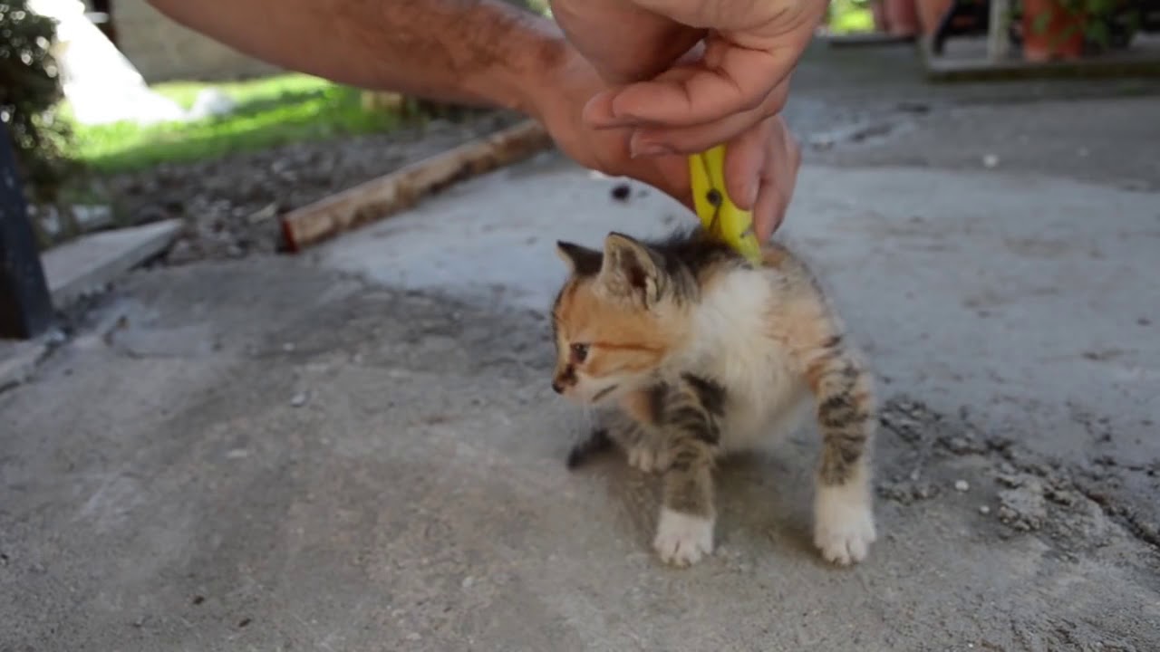 How to deactivate a Cat - YouTube