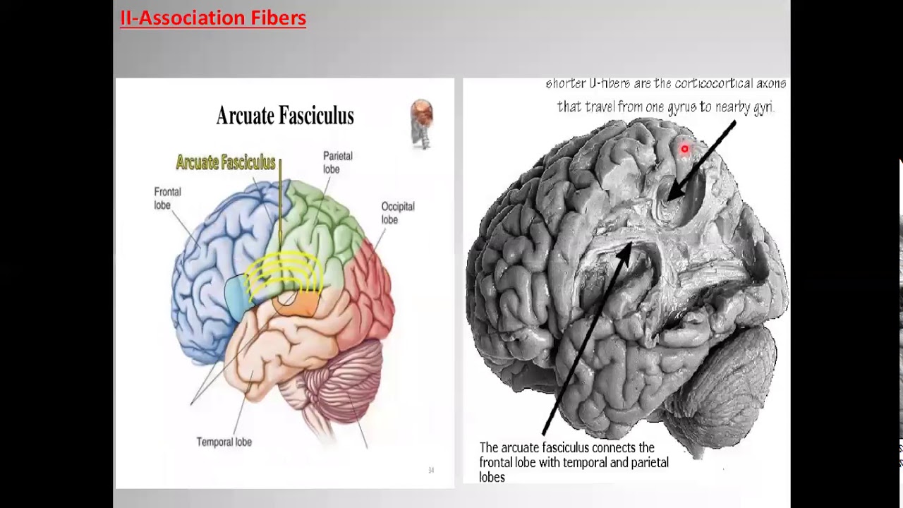 Subcortical white matter of cerebrum Lab4 part 1 - YouTube