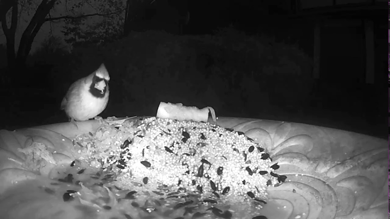 Birds 11 14 2020 - YouTube