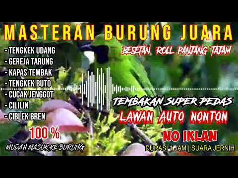 Masteran Cucak Ijo Juara | Tembakan Roll & Besetan Tajam | Durasi Panjang, Suara Jernih | No Iklan
