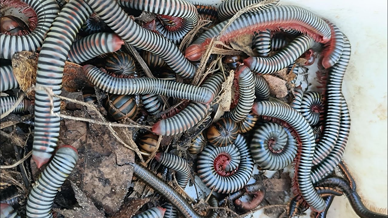 I found the under land meet a lot of giant millipedes and red ...