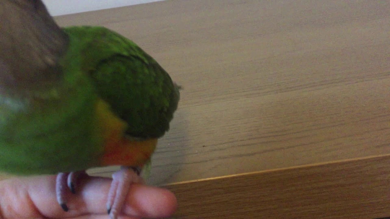 Teach your Parrot to step up - YouTube