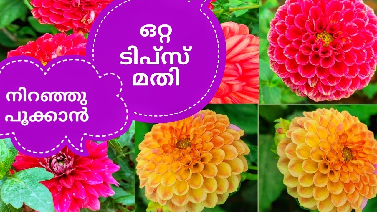 How to grow dahlias at home | Daliya plant care Malayalam | Dahlia ...