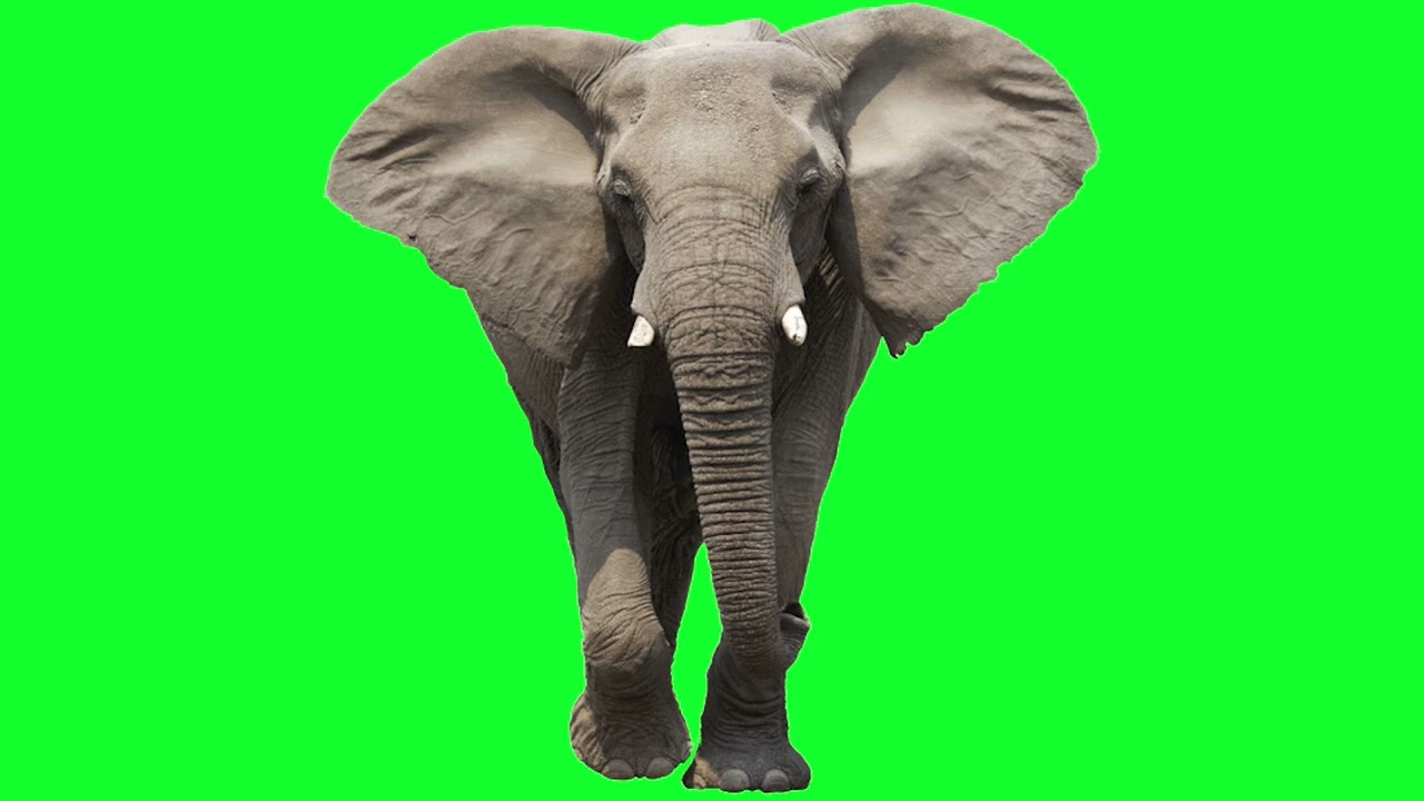 Elephant Green Screen - YouTube