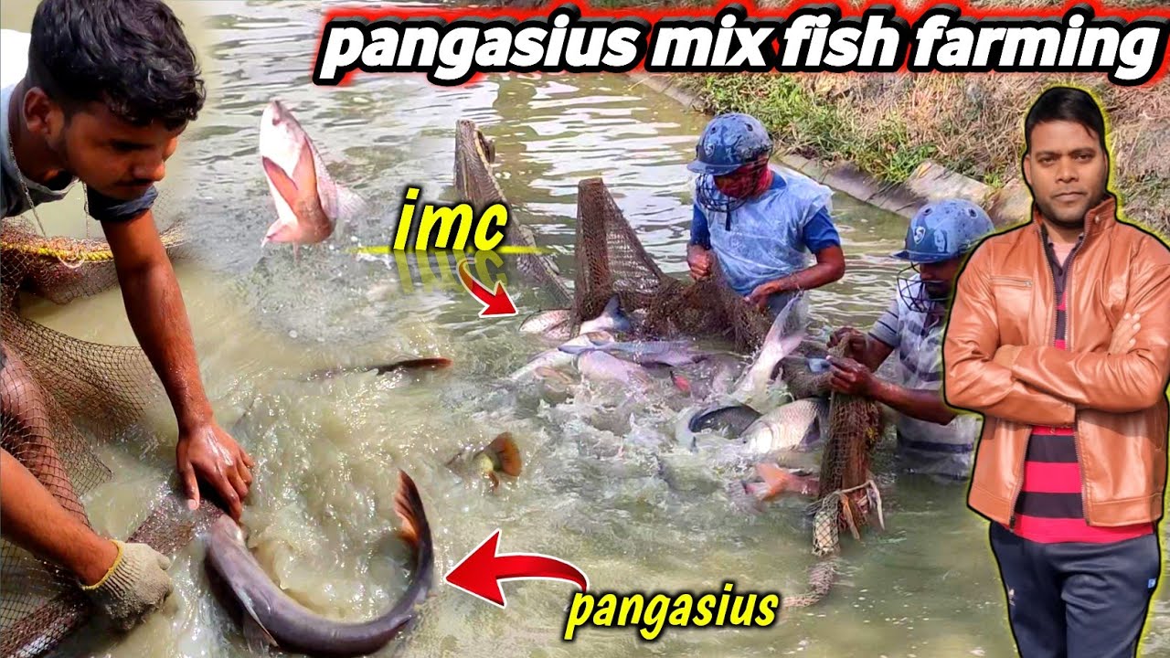 pangasius mix fish farming | imc tilapia silver and big catfish farming ...