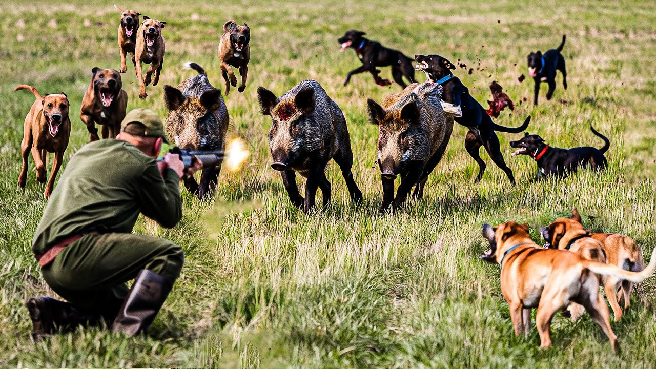 How Farmers And Hunters Deal with Million of Wild Boars by Hunting Dogs ...