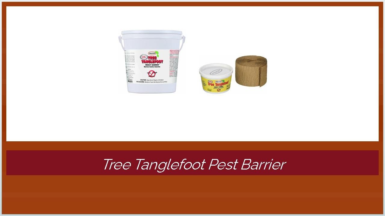 Tree Tanglefoot Pest Barrier - Daring Reviews - YouTube