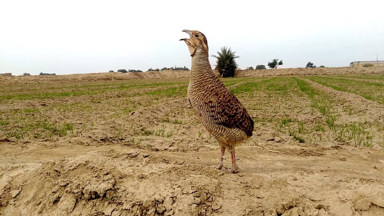 Teetar ki boli | Teetar birds | teetar birds sound | gray birds sound ...