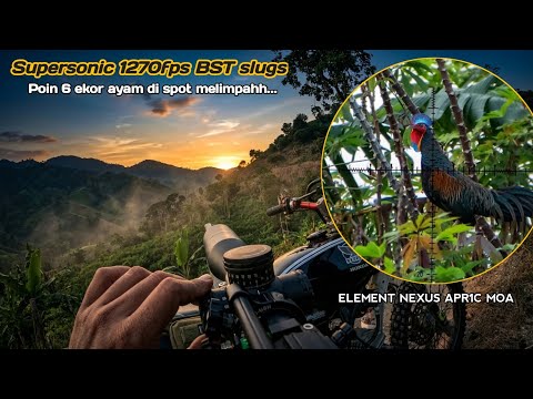 Berburu ayam hutan ‼️ Luarrbiasa belakang rumah saja populasi melimpah 😯 SUPERSONIC BST slugs 