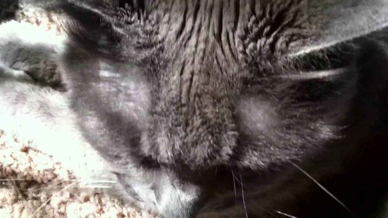 Grey cat purring loudly - YouTube