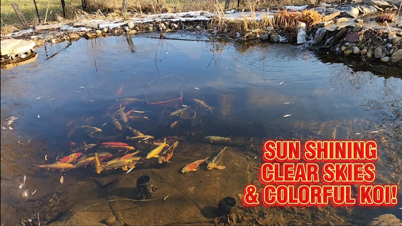 SUN SHINING, CLEAR WATER AND COLORFUL KOI! #fish #aquascape #ponds # ...