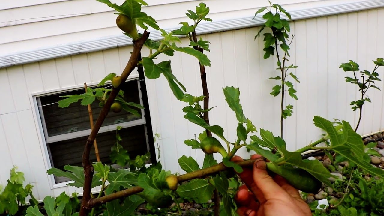 2022 In-Ground Fig Tree Potential - YouTube