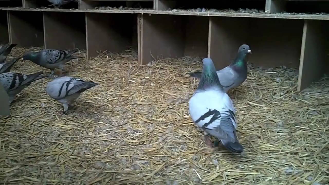 Young Bird Training - YouTube