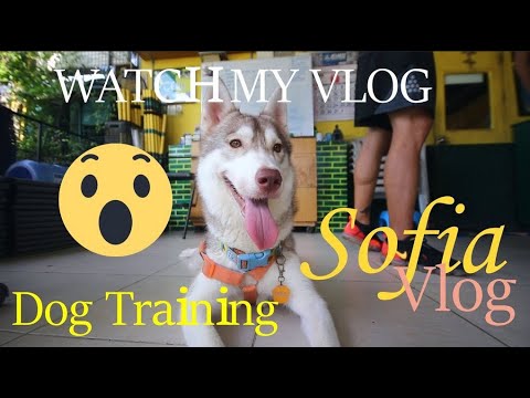 Sofia's first day of training vlog #LoveHuskieDog #Huskie #DogTraining
