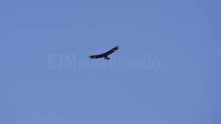 Stock Video - Golden Eagle flying through the air in front of the clouds