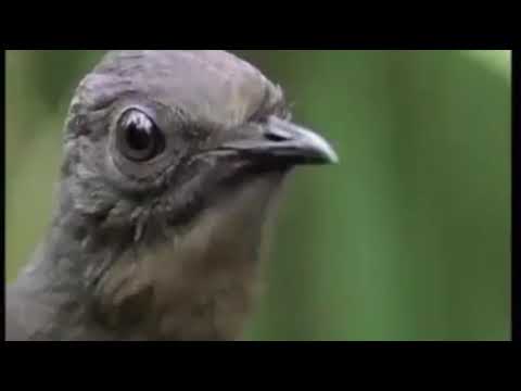 Roadman - The ting go (Man's no hot) Bird Edition