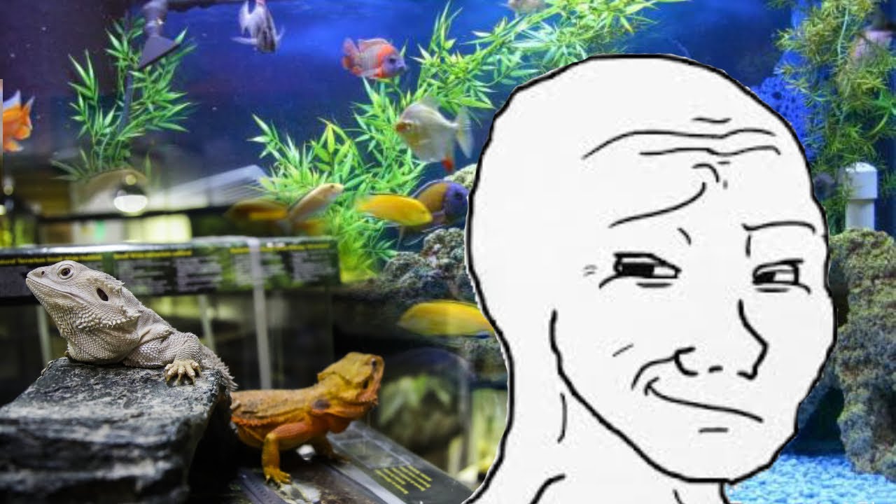 Wojak becomes a Breeder - YouTube