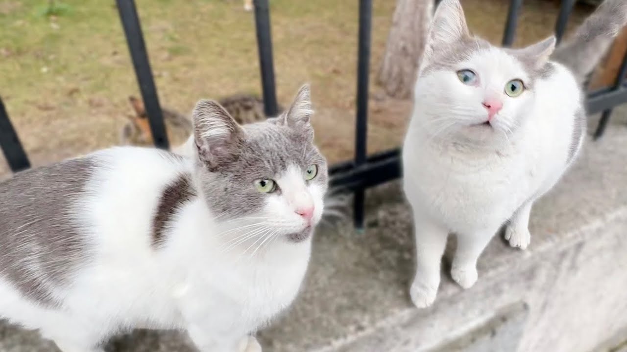 Cute Stray Cats That'll Melt Your Heart - Watch Now! - YouTube
