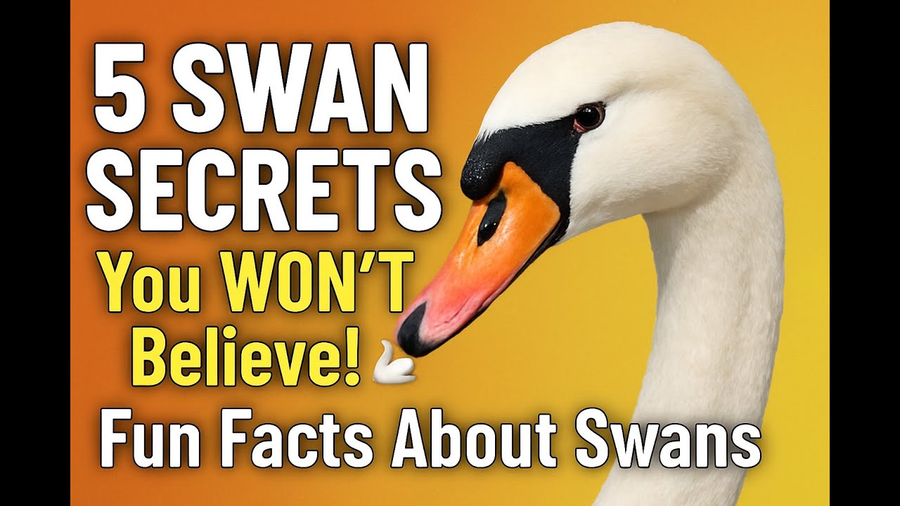 5 Swan Secrets You WON’T Believe! Fun Facts About Swans - YouTube
