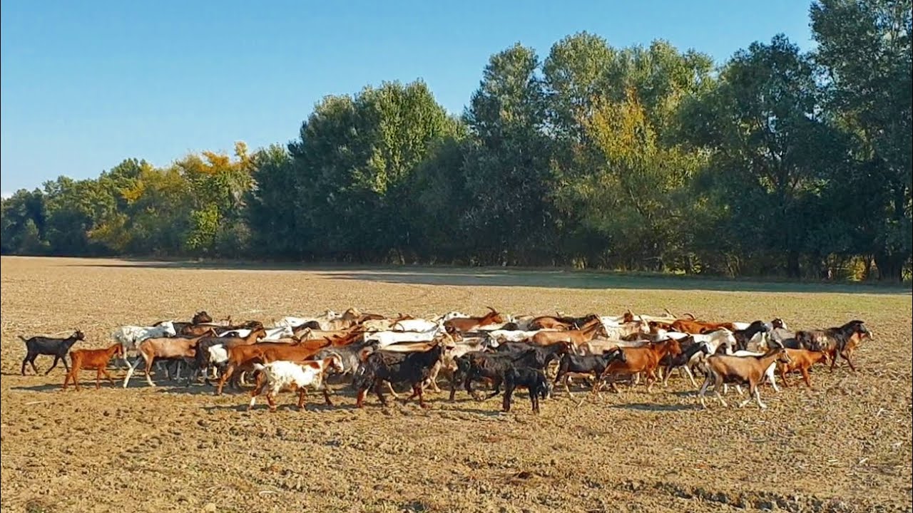 100 DE CAPRE ANGLO-NUBIENE SI CARPATINE ALE FERMIERULUI GEORGE SE ...