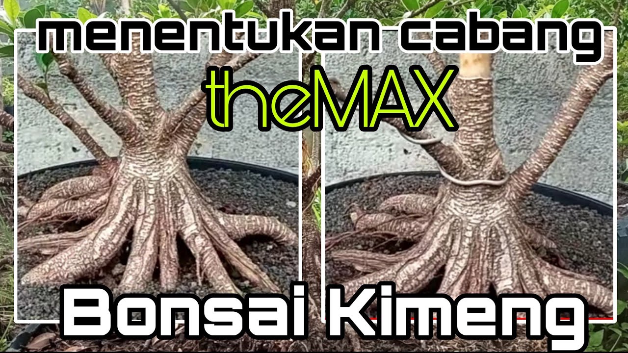 Menentukan Cabang Bonsai Kimeng theMAX - YouTube