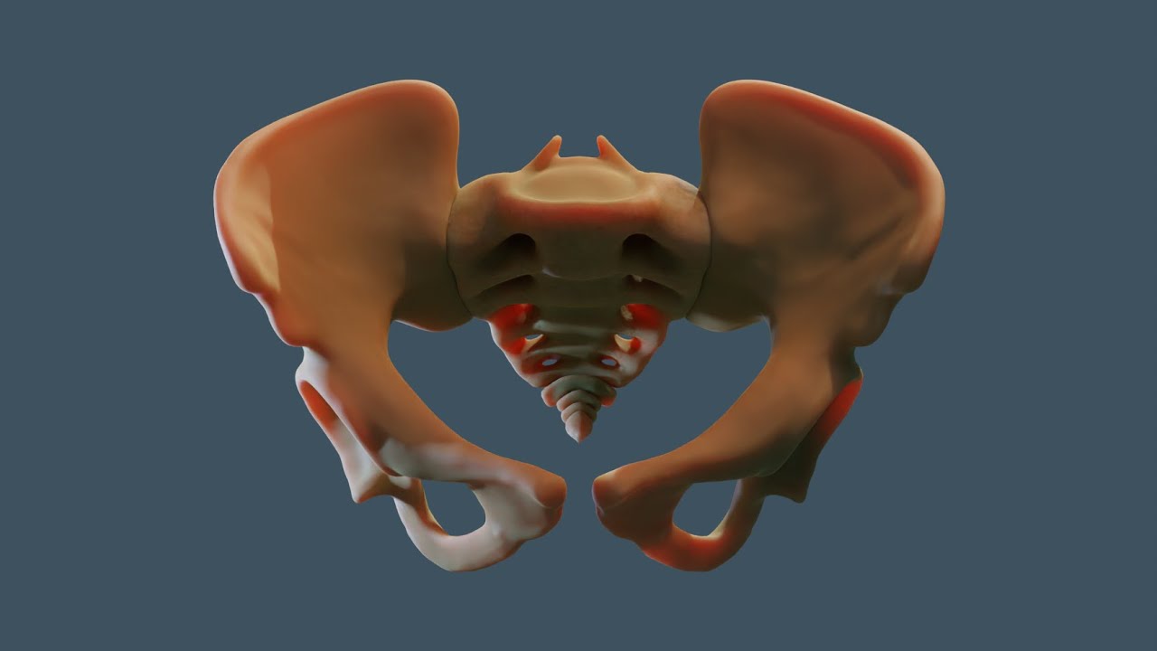 Sculpting Pelvic bone in blender - YouTube