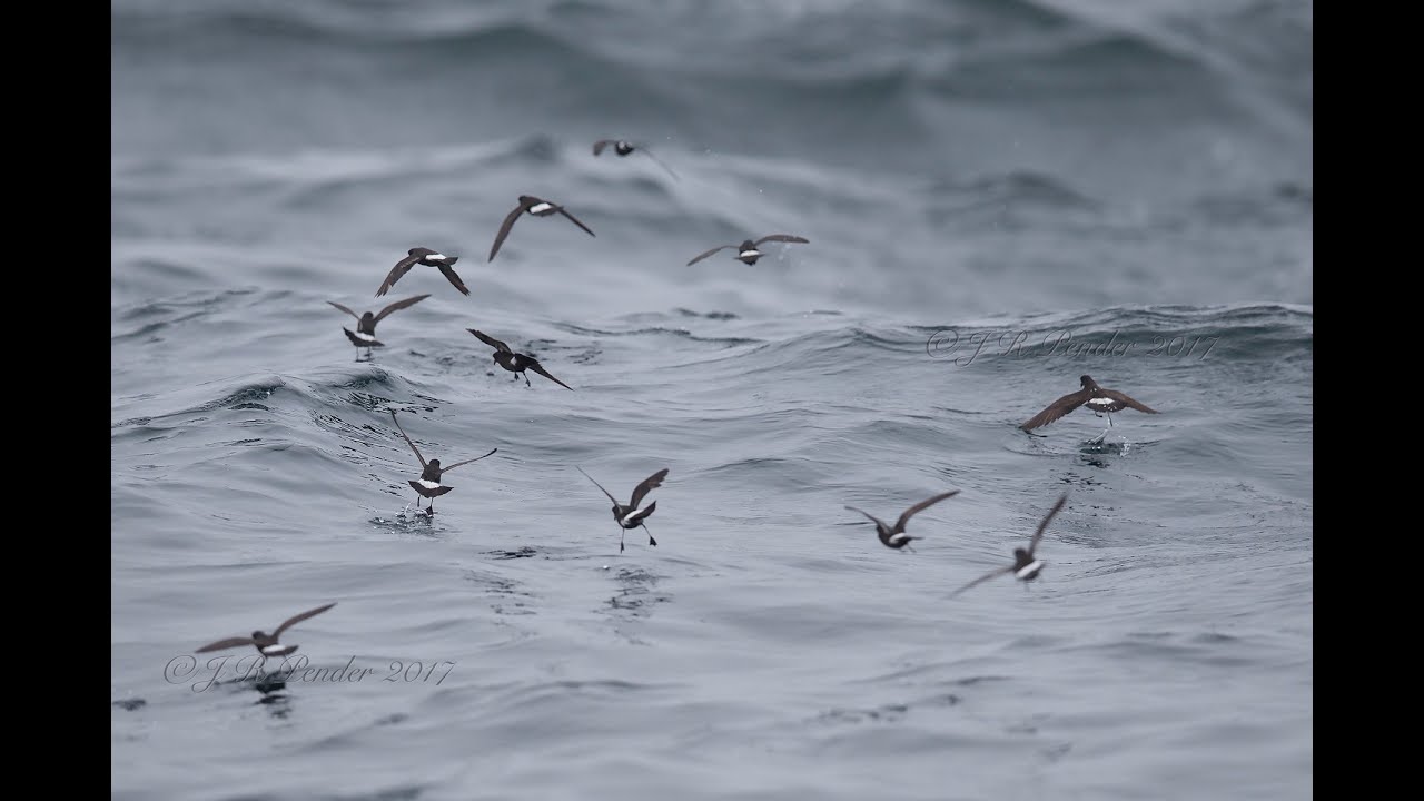 European Storm-petrel, 10 August 2019, Isles of Scilly - YouTube