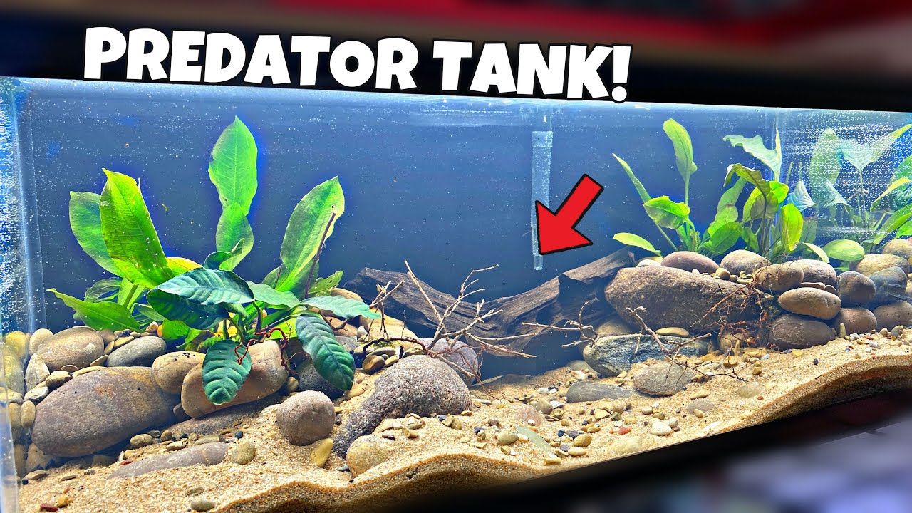 Nano Predator Aquarium (Aquascape Tutorial) - YouTube
