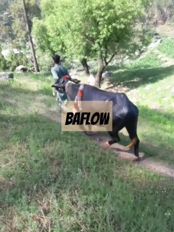 Beautiful #Baflow#getting #for kurbani # - YouTube