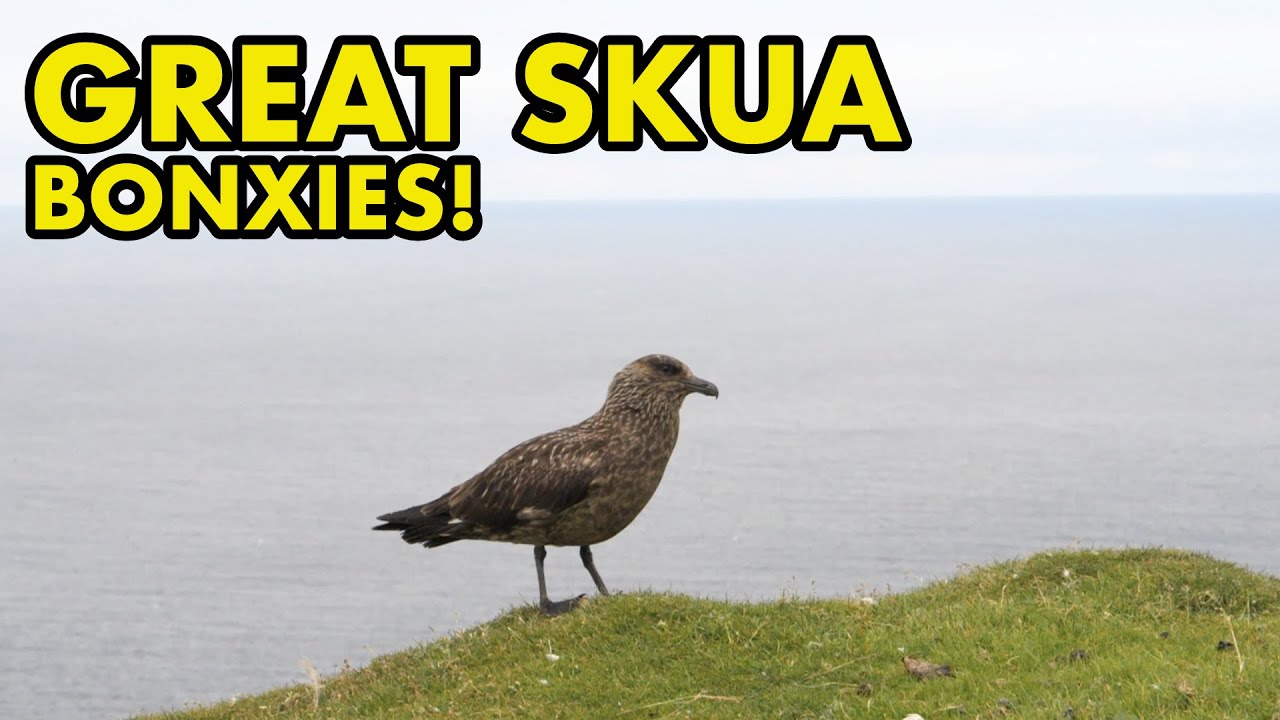 Great Skua at Hermaness, Unst, Shetland - YouTube