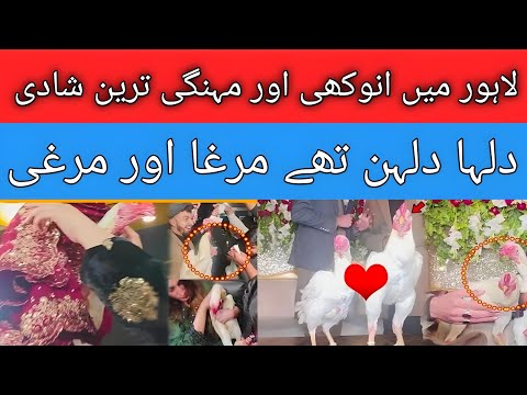 Lahore main Murga Murgi Ki Shadi | murgay aur murgi ki shadi shaadi Hal main | mahengi Shadi