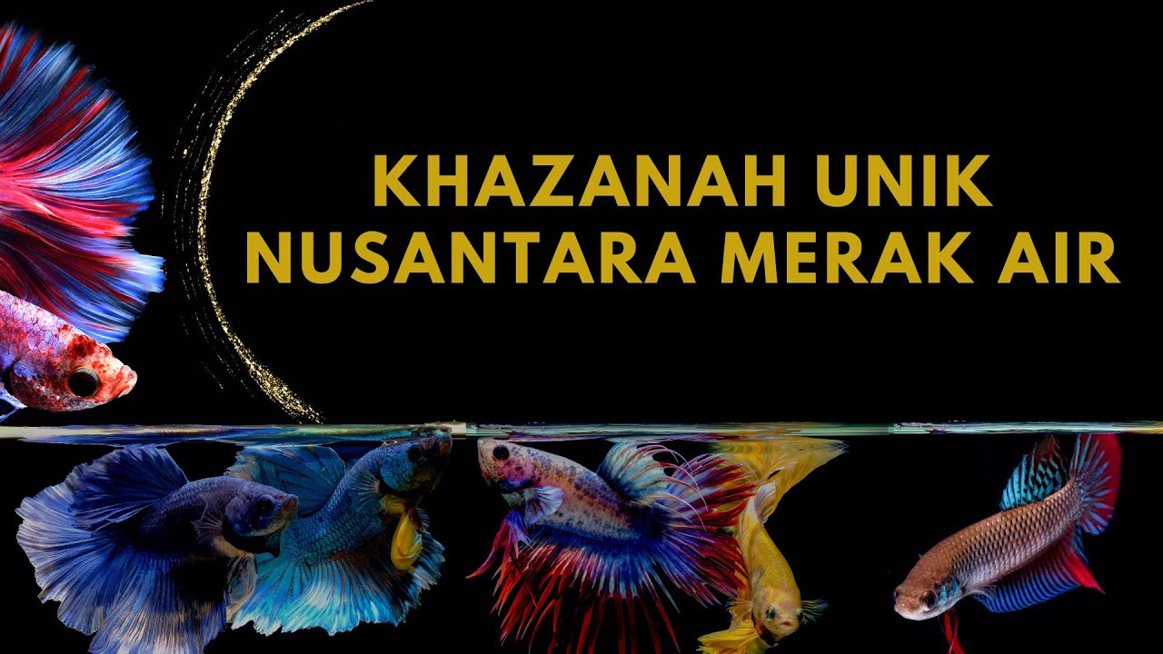 Teaser | Dokumentari Khazanah Unik Nusantara Merak Air - YouTube