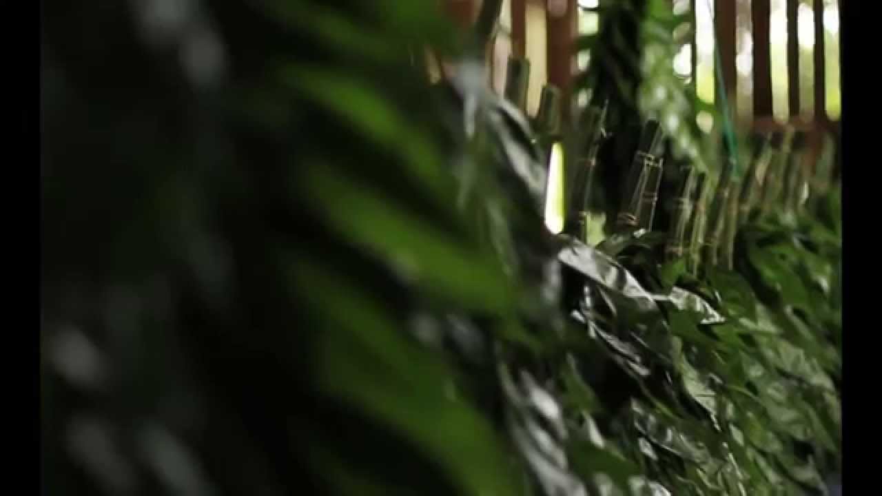 Xate, la hoja ornamental de la Biosfera Maya - YouTube