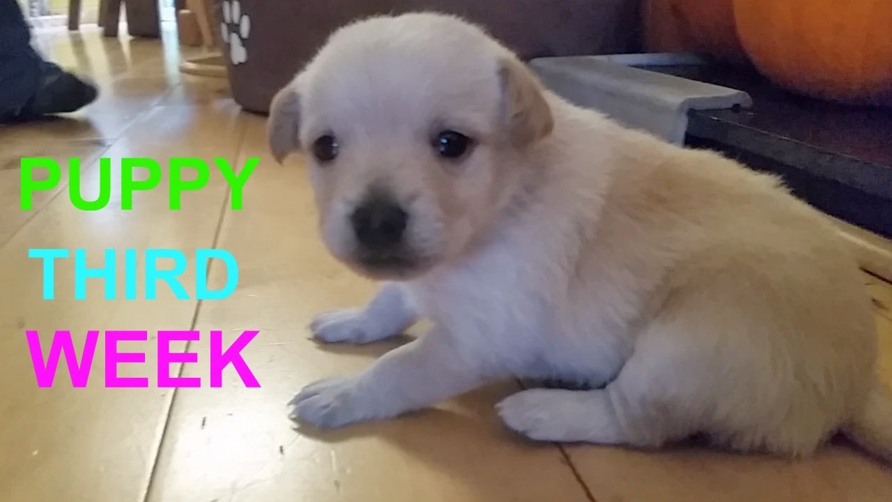 Three weeks old puppy - YouTube