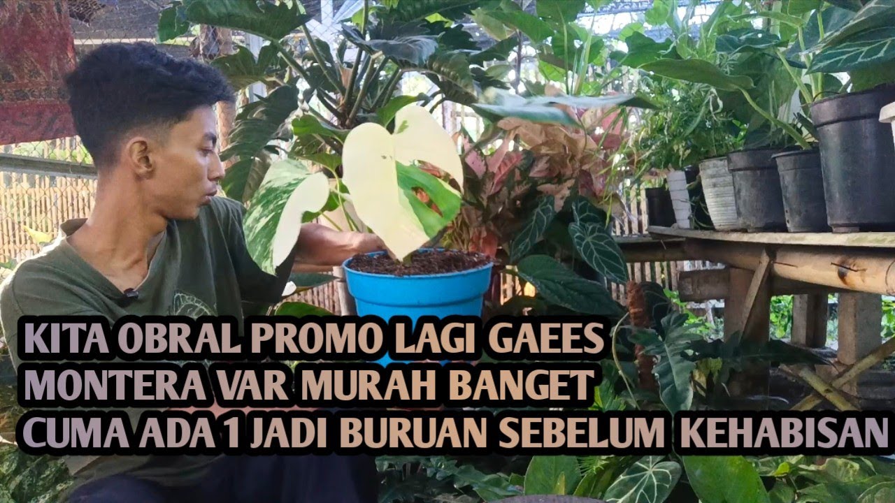 CUCI GUDANG BUNGA MURAH BANGET HARI INI 081296179106 - YouTube