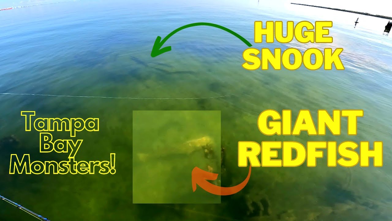 HUGE REDFISH and SNOOK while kayak fishing Tampa Bay - YouTube