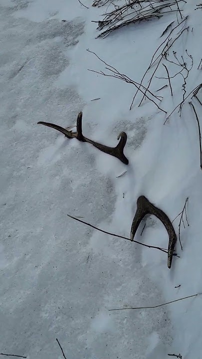 рог марала оленя - YouTube