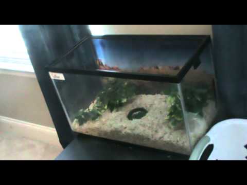 How to Set-Up a Kenyan Sand Boa Enclosure - YouTube
