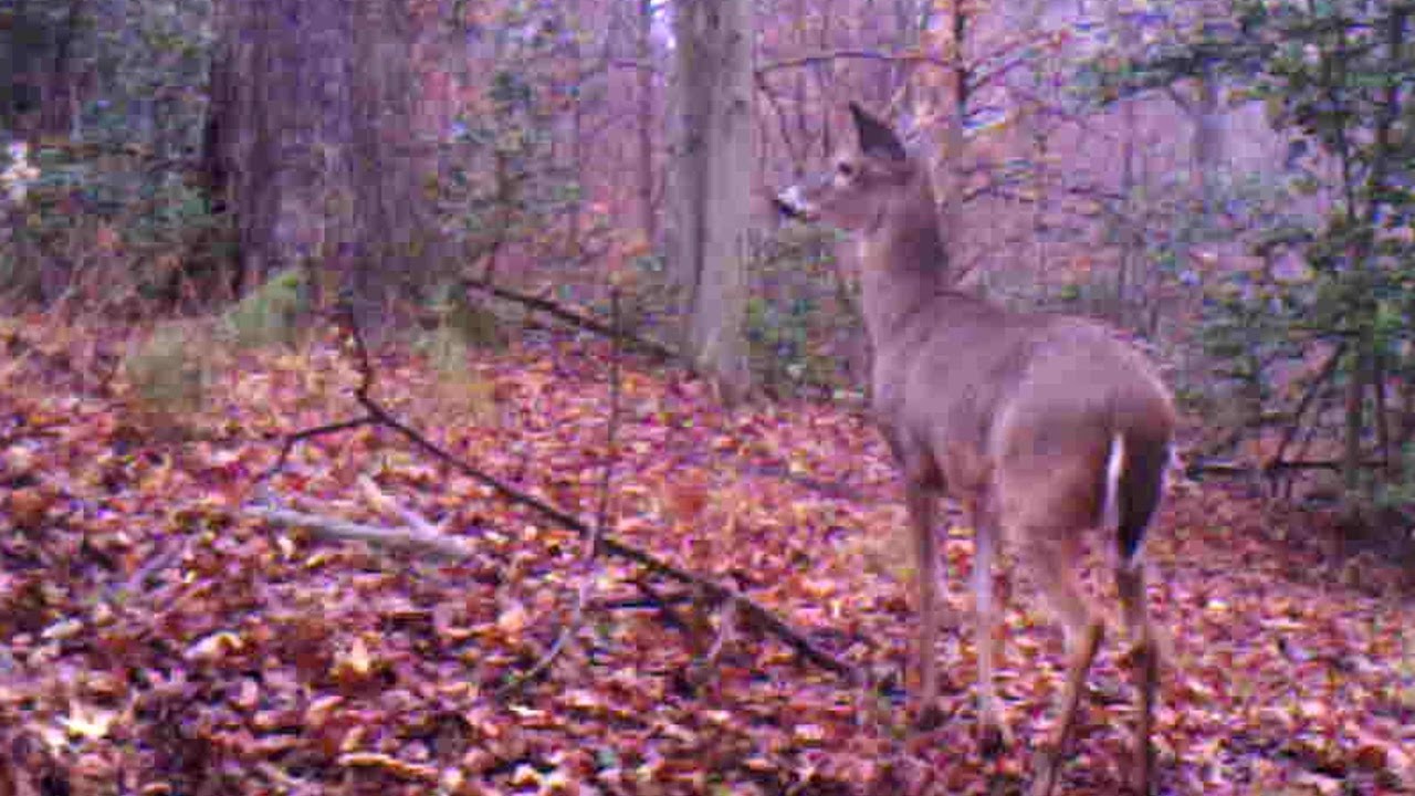 Spike Buck Running Circles! Funny! Deer Hunting - YouTube