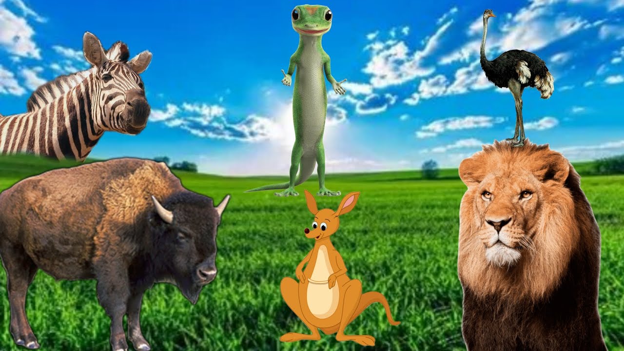 What sounds do animals make zebra, lion, ostrich, buffalo, lizard ...