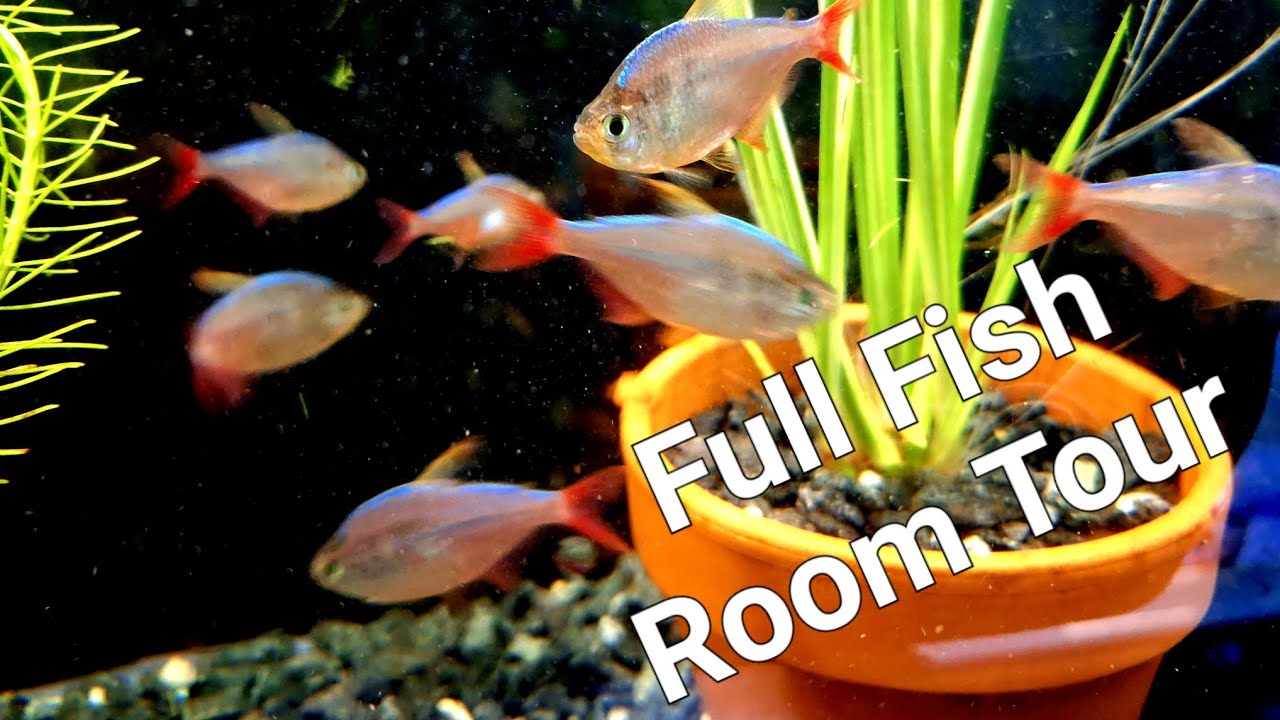 Fish Room Tour, Over 100 Tanks and Ponds #fishroom #aquarium #guppy # ...